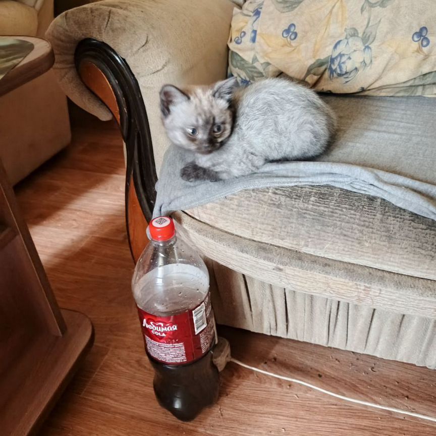 Британский короткошёрстный котёнок