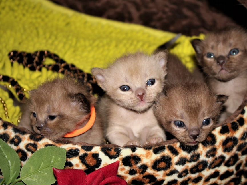 Бурманские котята