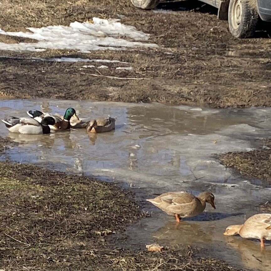 Подсадные утки