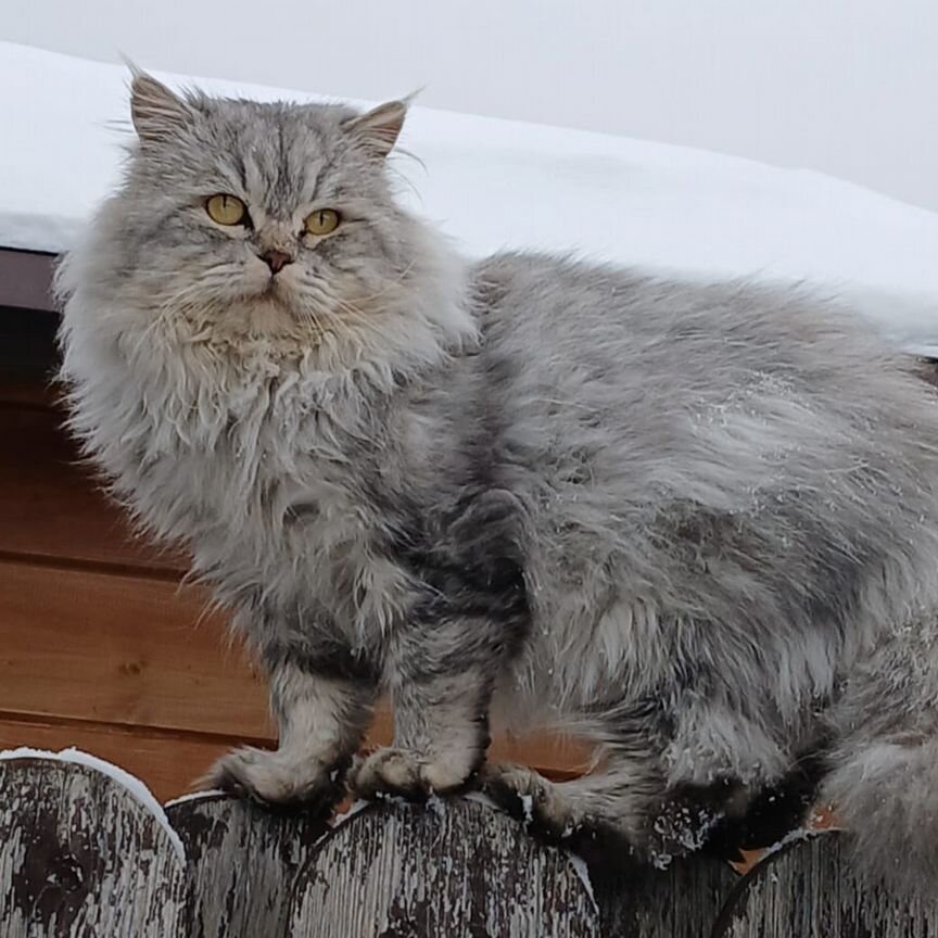 Найден кот, спасите