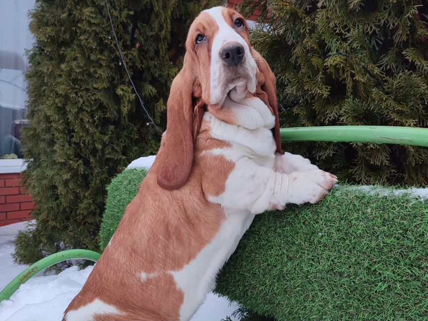 Бассет Девочка Бассет хаунд