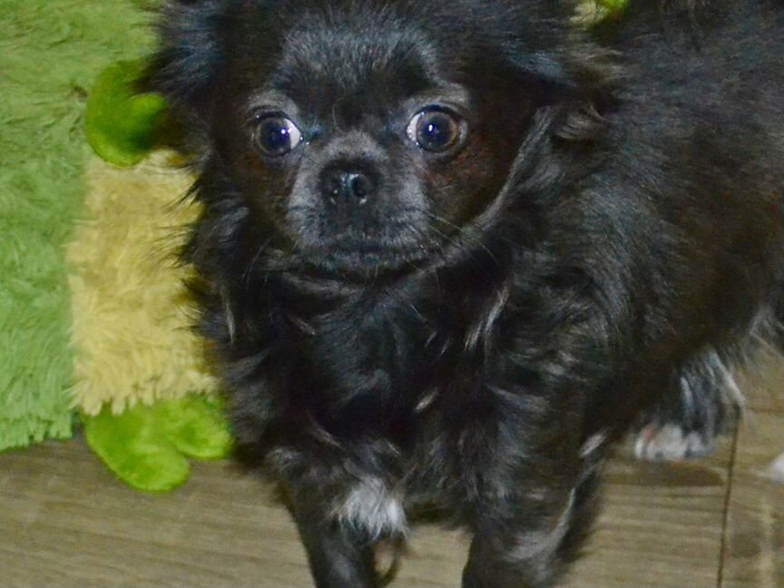 Подрощенная девочка