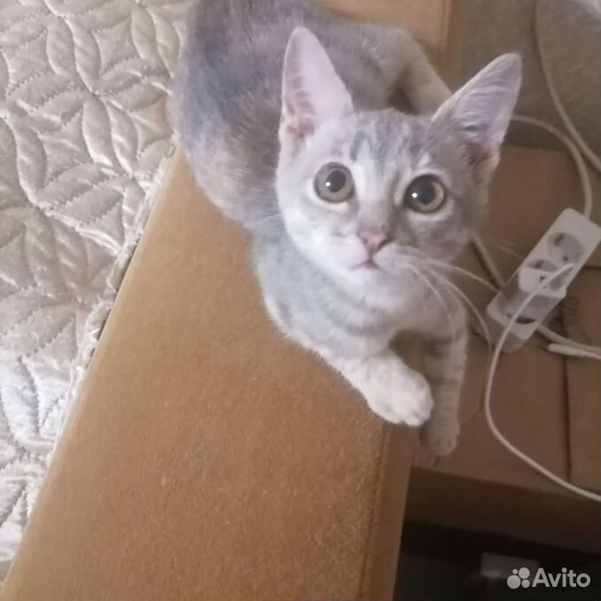 Котенок очаровашка. В добрый руки