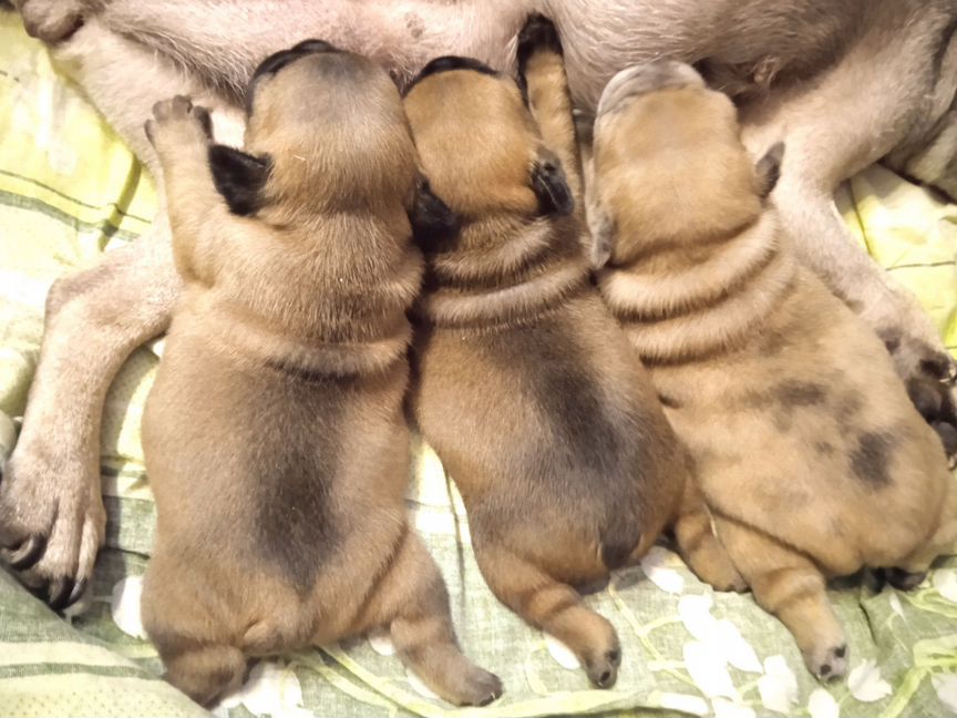 Щенки французский бульдог