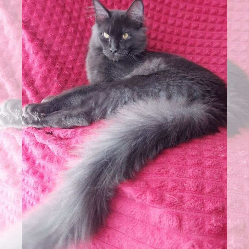 Мейн-кун кошечка