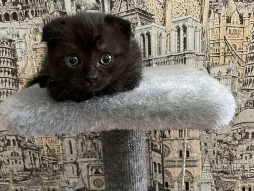 Вислоухие котята