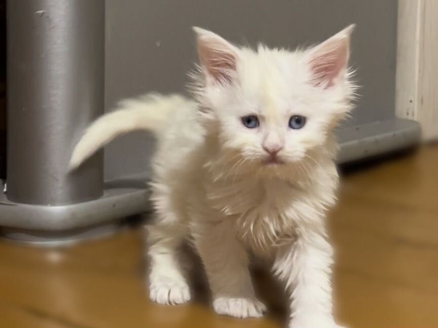 Мейн-кун голубоглазый парень