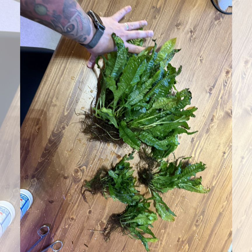 Большие кусты папоротника