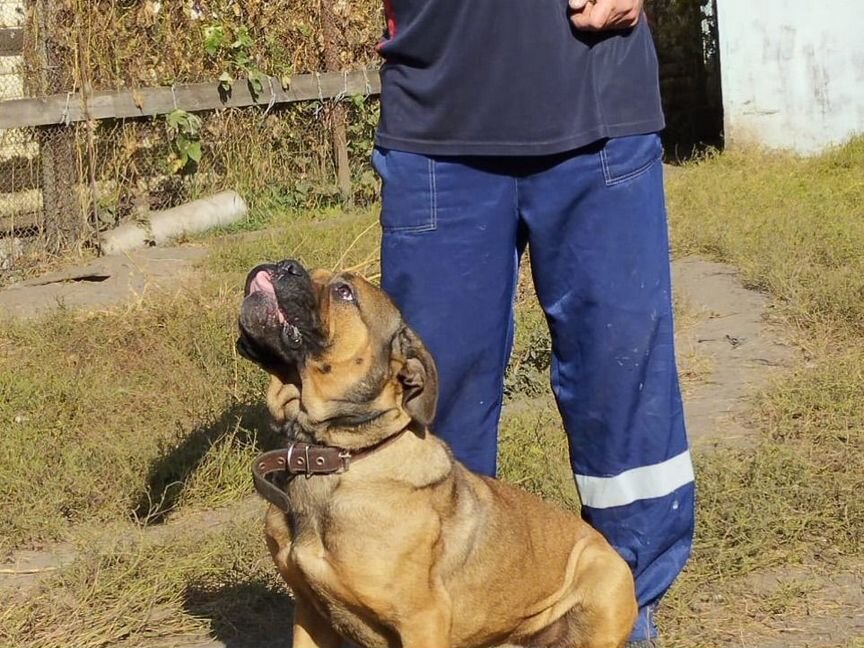 Красавица Эльза ищет дом