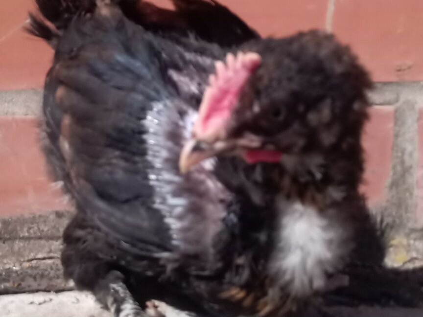 Цыпленок Маран черно-медный петушок