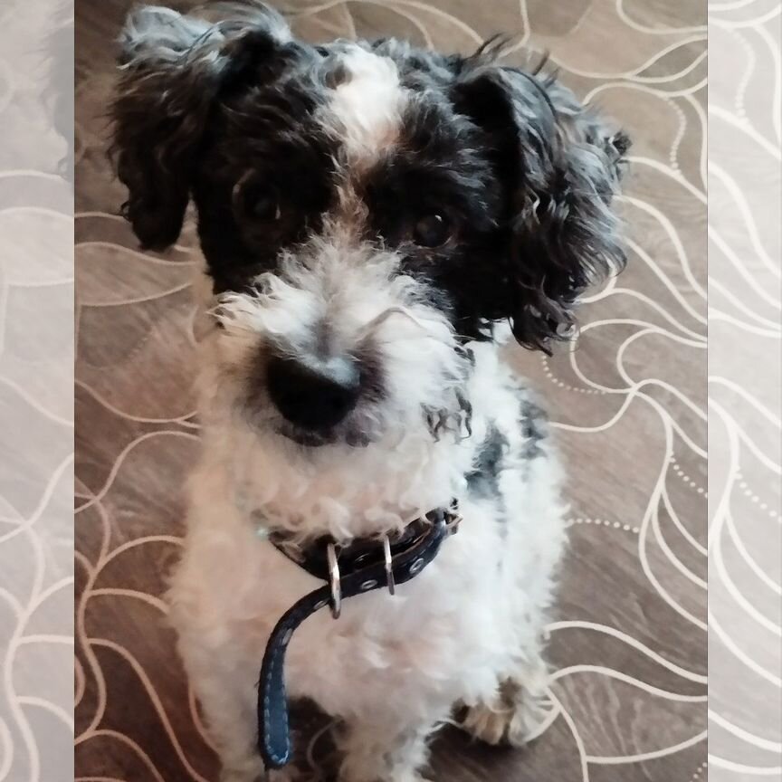 Русская цветная болонка, взрослый пёс