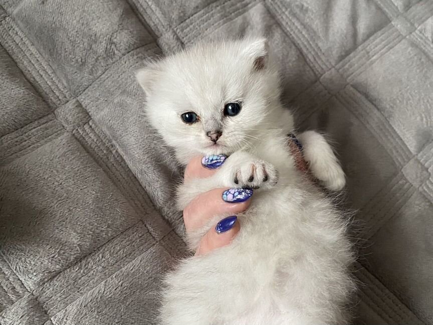 Британская шиншилла