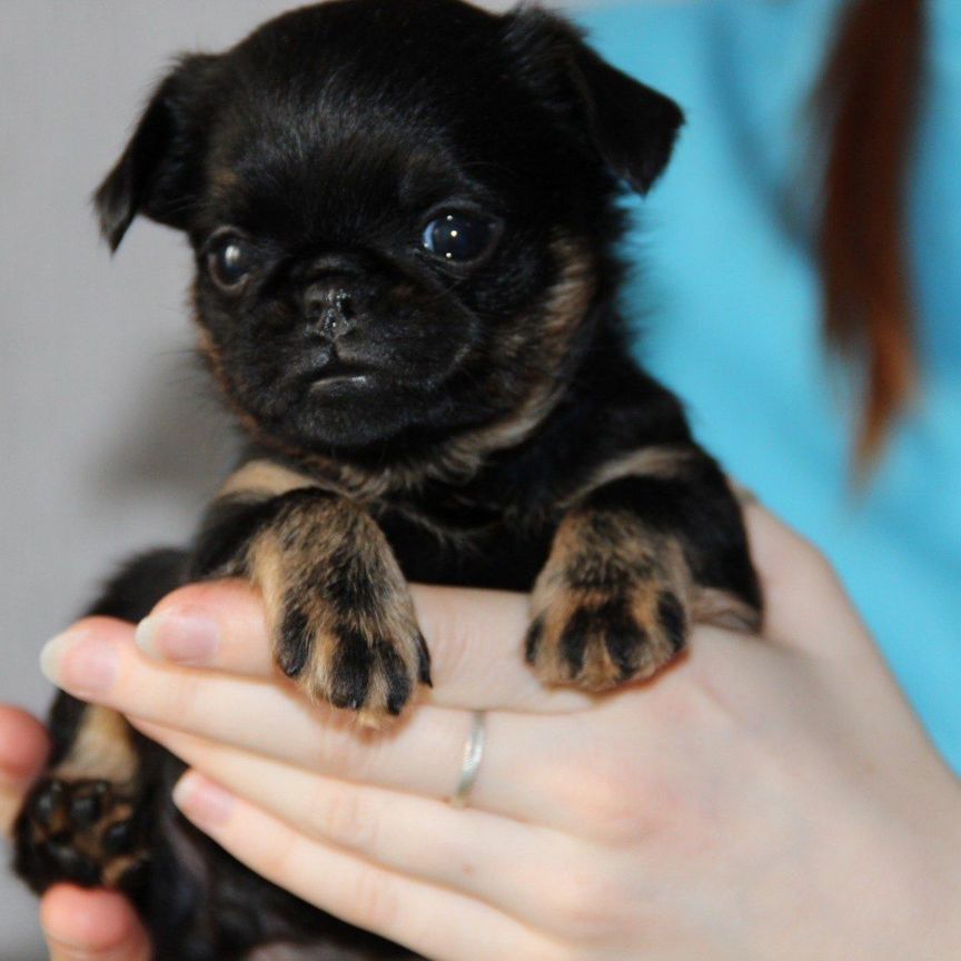 Пти брабансон мальчик