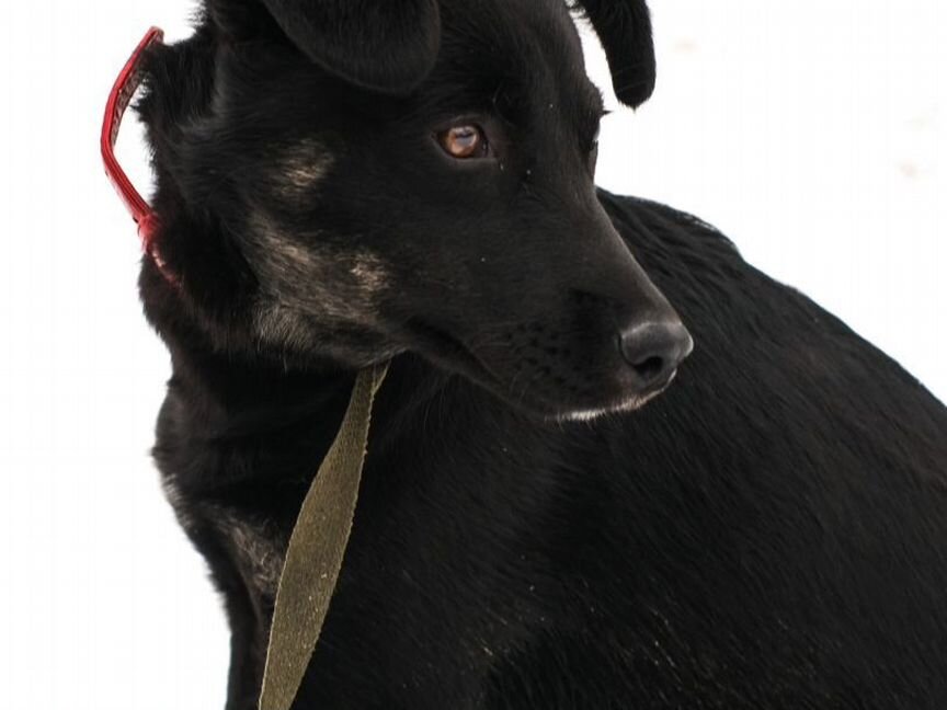 Небольшая позитивная Черри из приюта