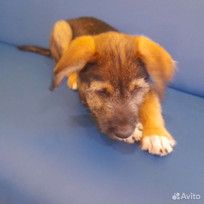 Тими ищит дом,Щенок а Добрые руки