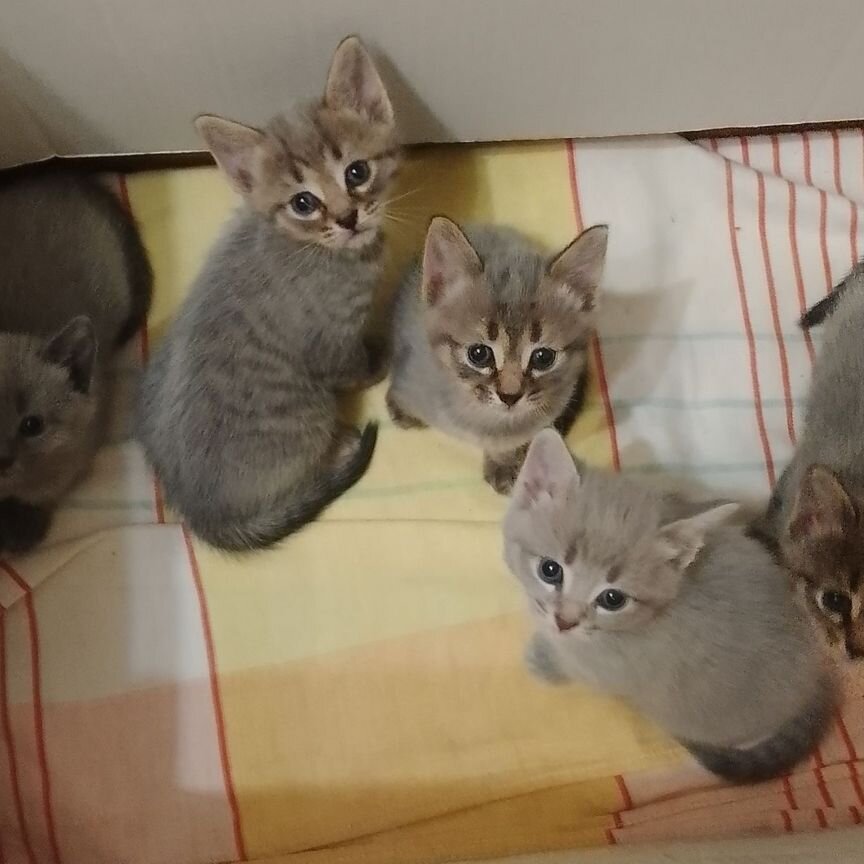 Котята русская голубая