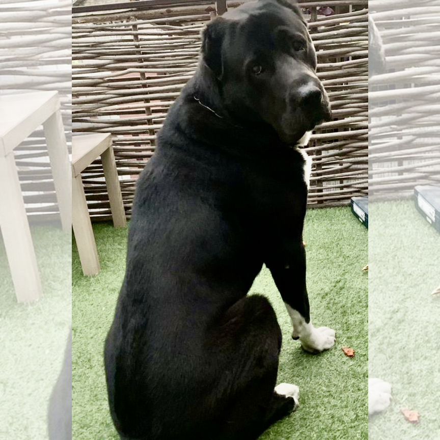 Собака вязка алабая