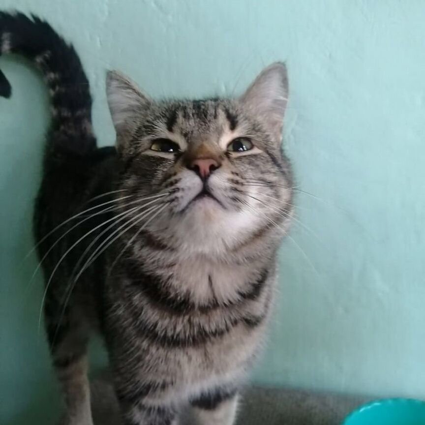 Отдадим котенка