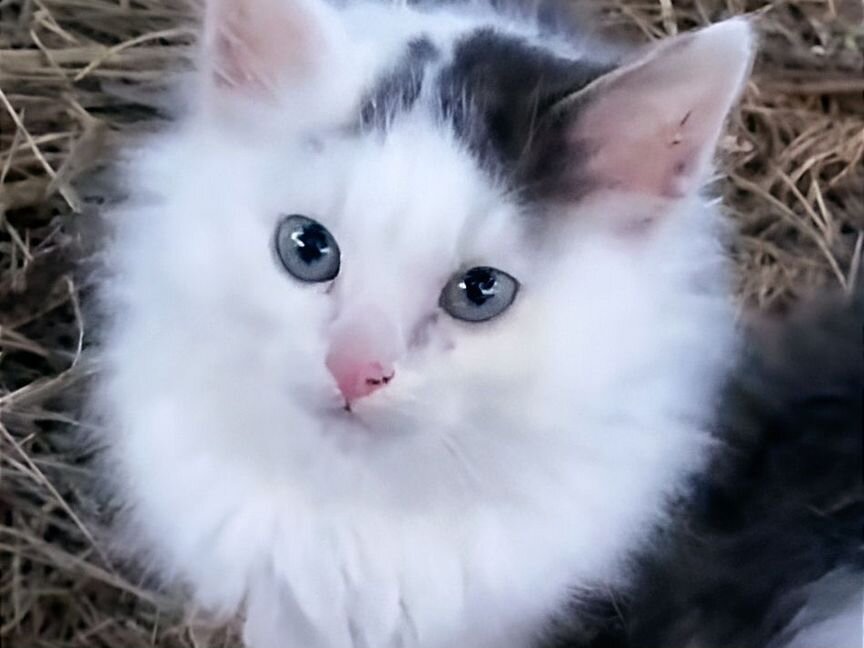 Котята в добрые руки мальчики бесплатно