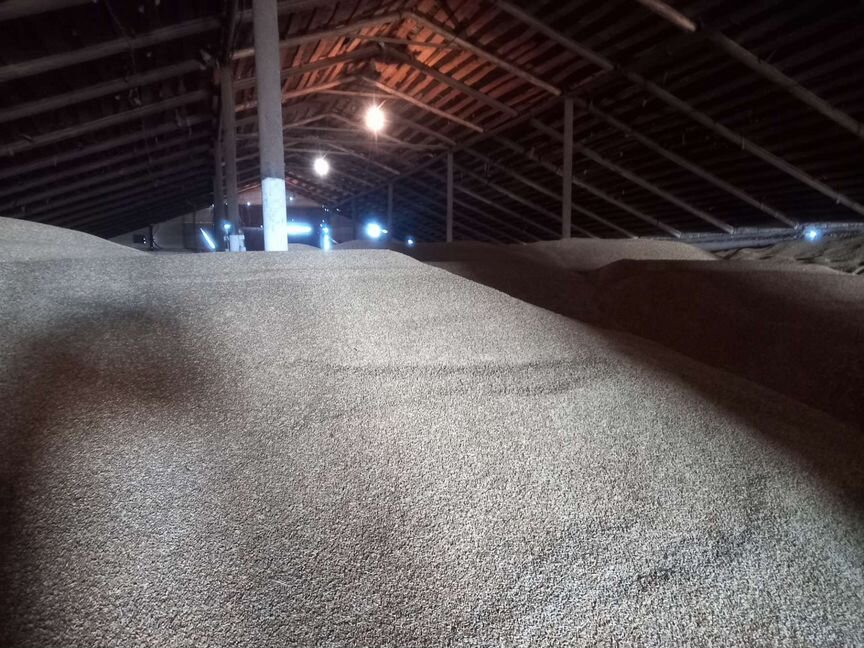 Ячмень. Пшеница. Овёс