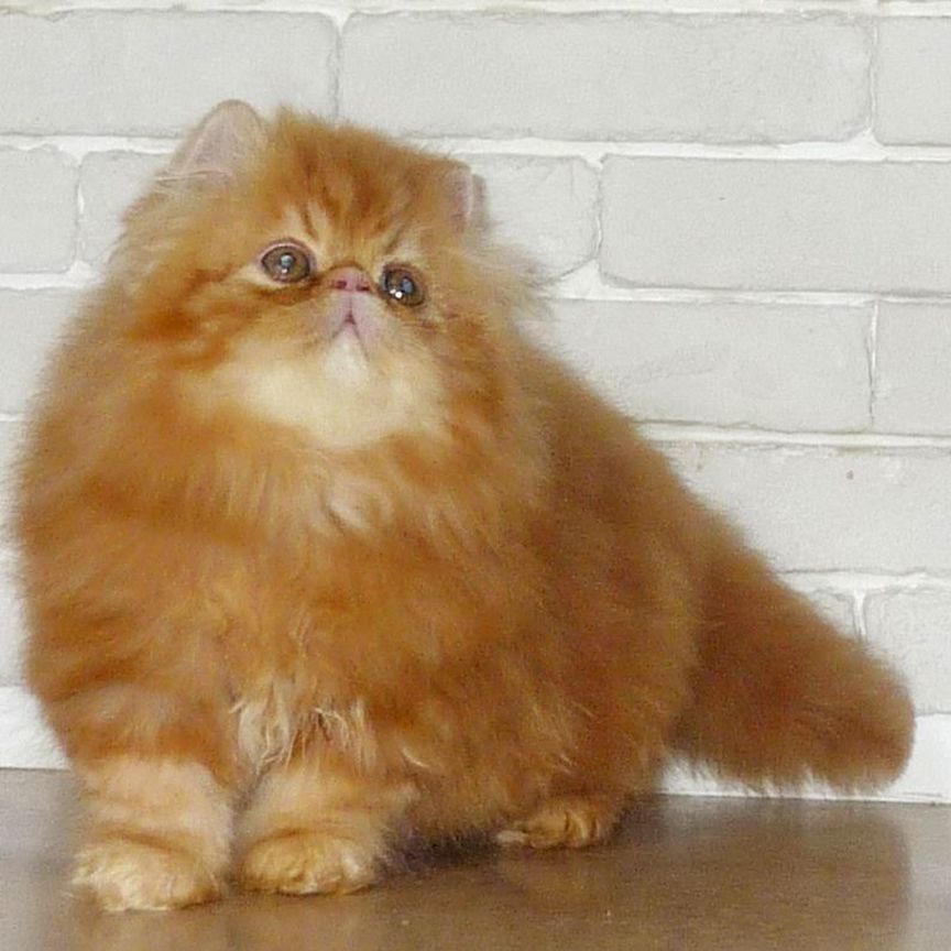 Пушистый котик