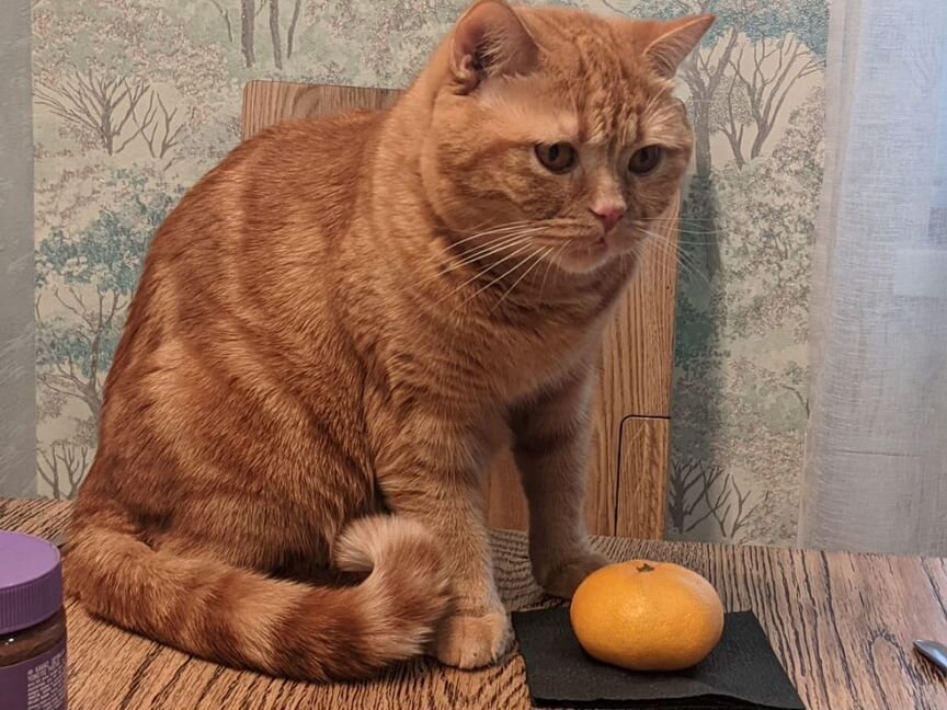 Шотландский кот