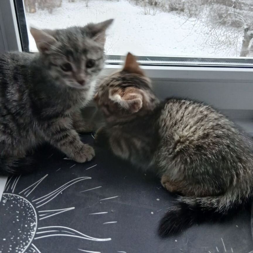 Котёнок в добрые руки