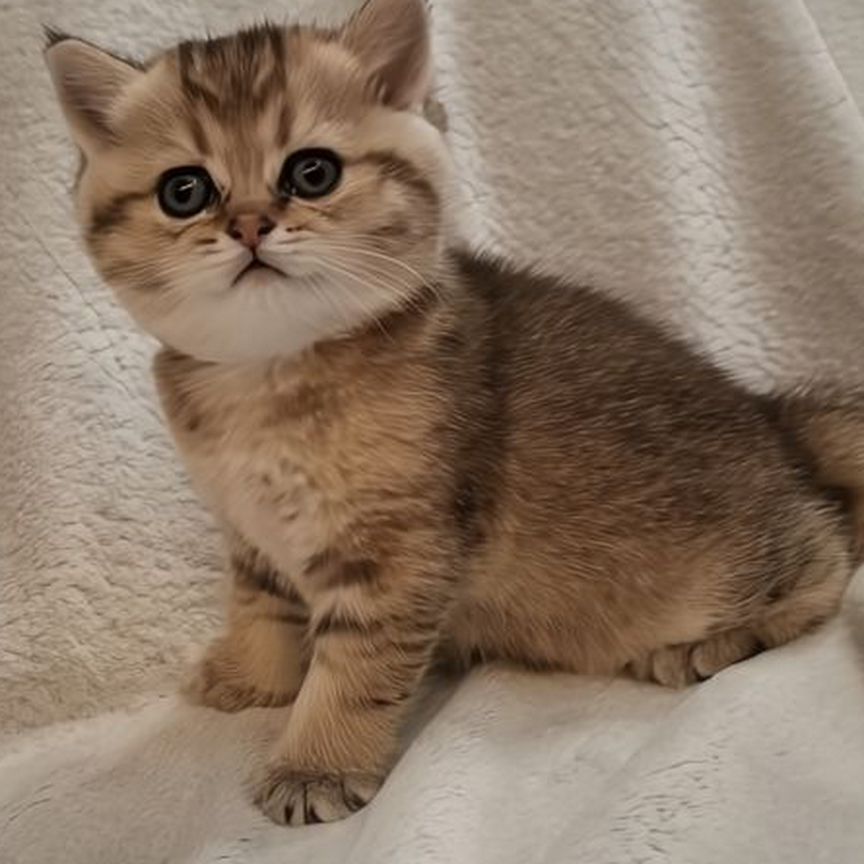 Шотландский прямоухий короткошёрстный котёнок