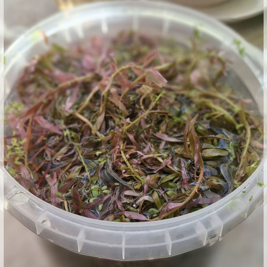 Ротала, отдам прополку