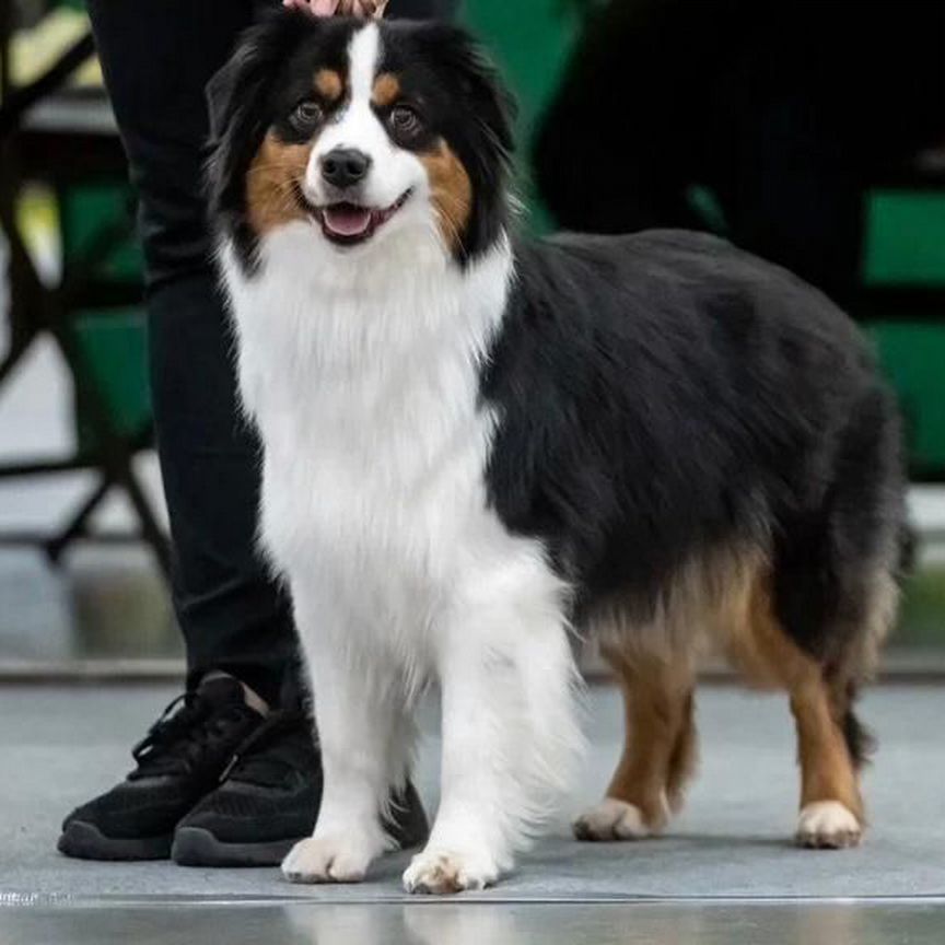 Миниатюрная американская овчарка щенки