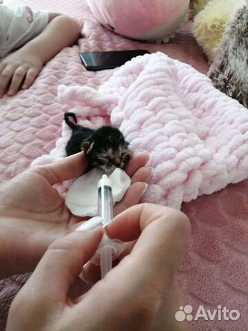 Котёнок. На передержку,либо в добрые руки