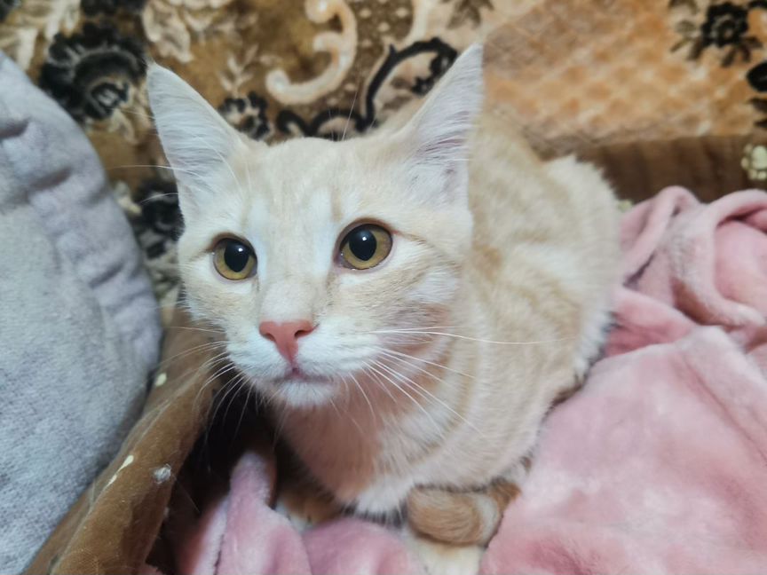 Нежный мальчик Левочка