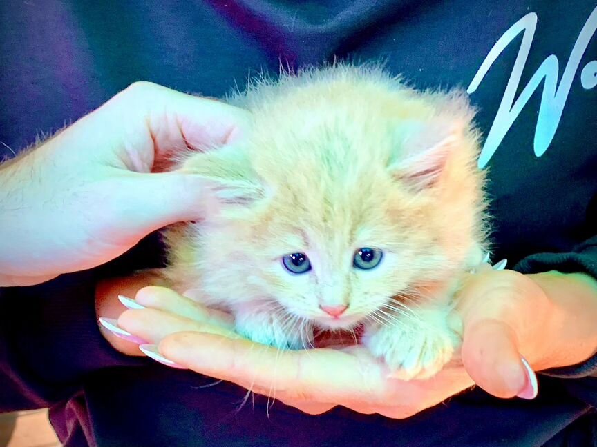 Рыжий котенок