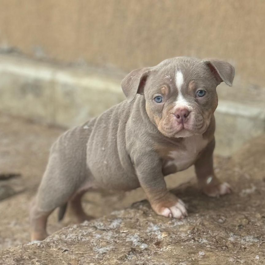 Американский булли малышка топ