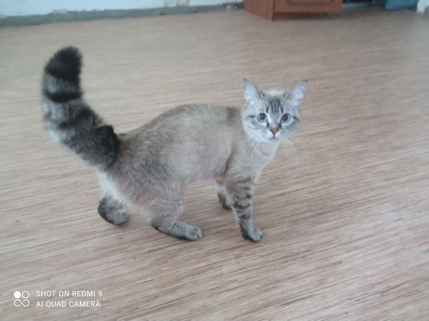 Кошка Милочка