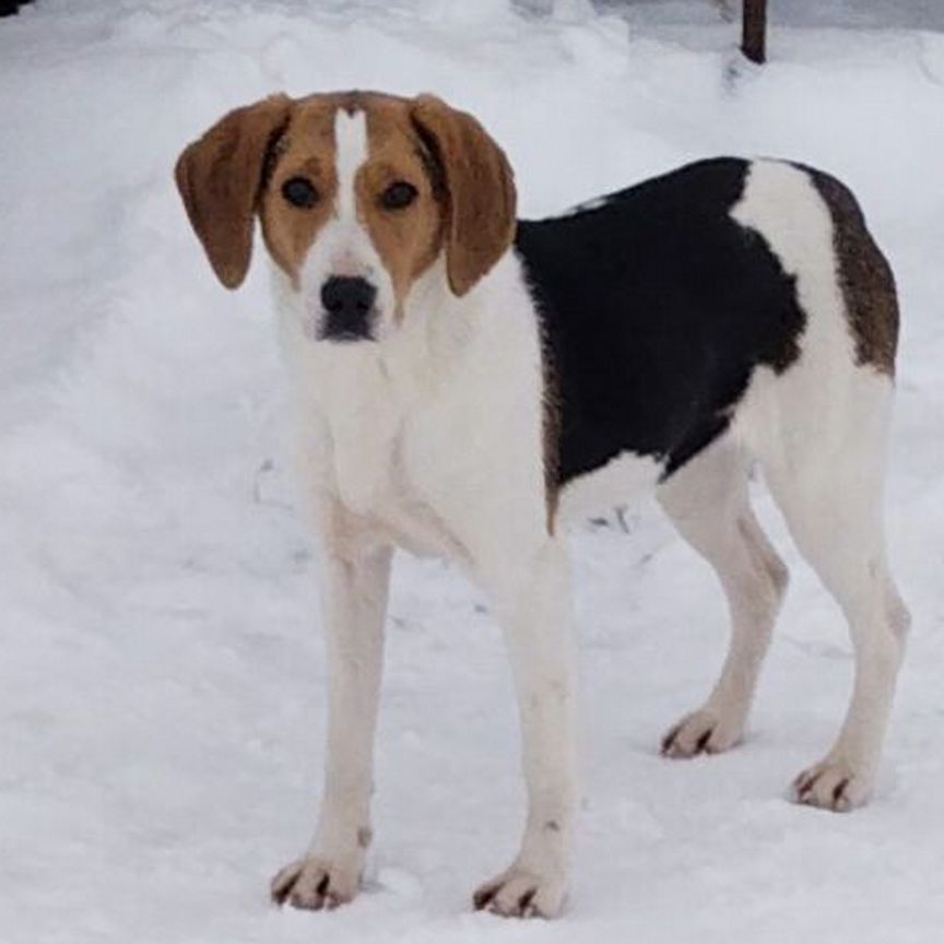 Эстонская гончая