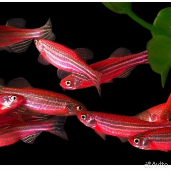 Данио розовый Аквариумные рыбки в ассортименте