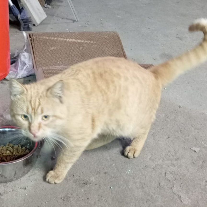 Кот в добрые руки