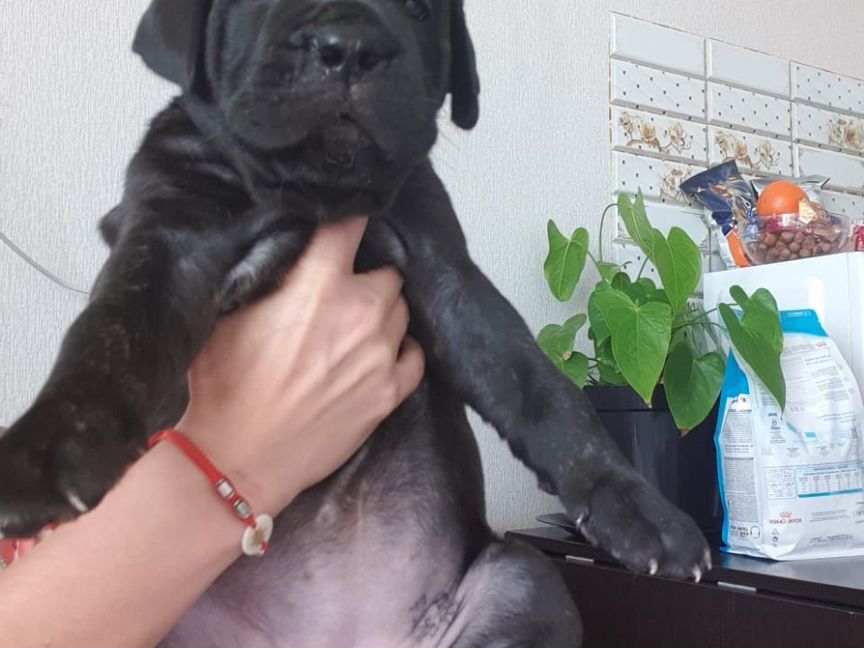 Щенки кане Корсо