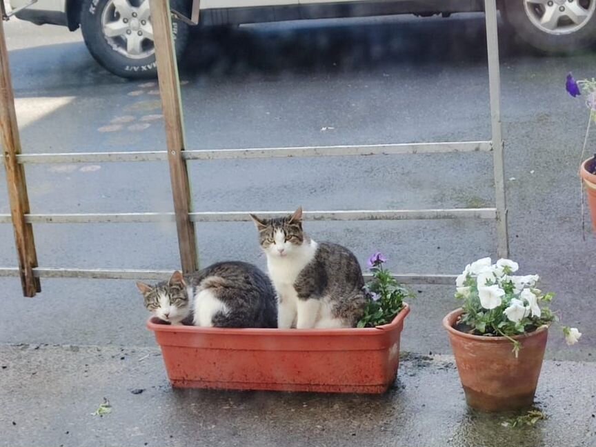 Котята в добрые руки бесплатно