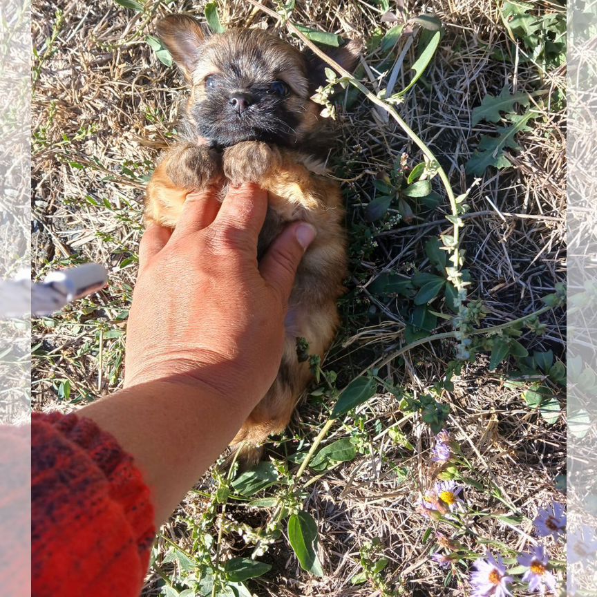 Крошки с ладошку чихойрки