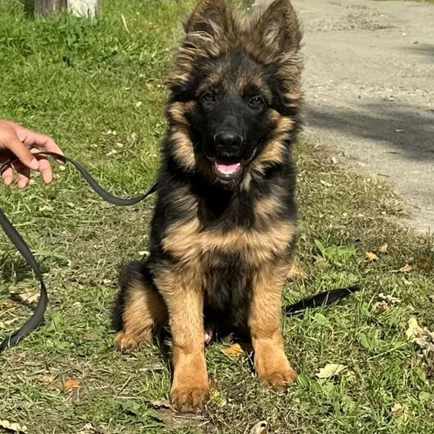 Немецкая овчарка, щенок