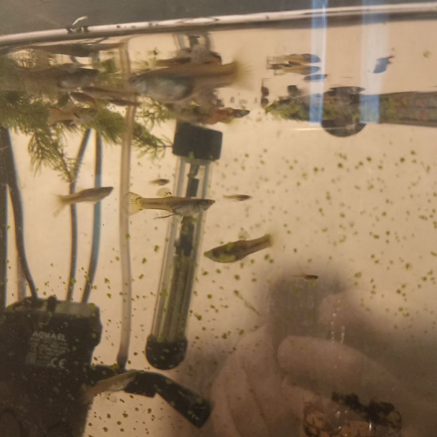 Аквариумные рыбки гуппи