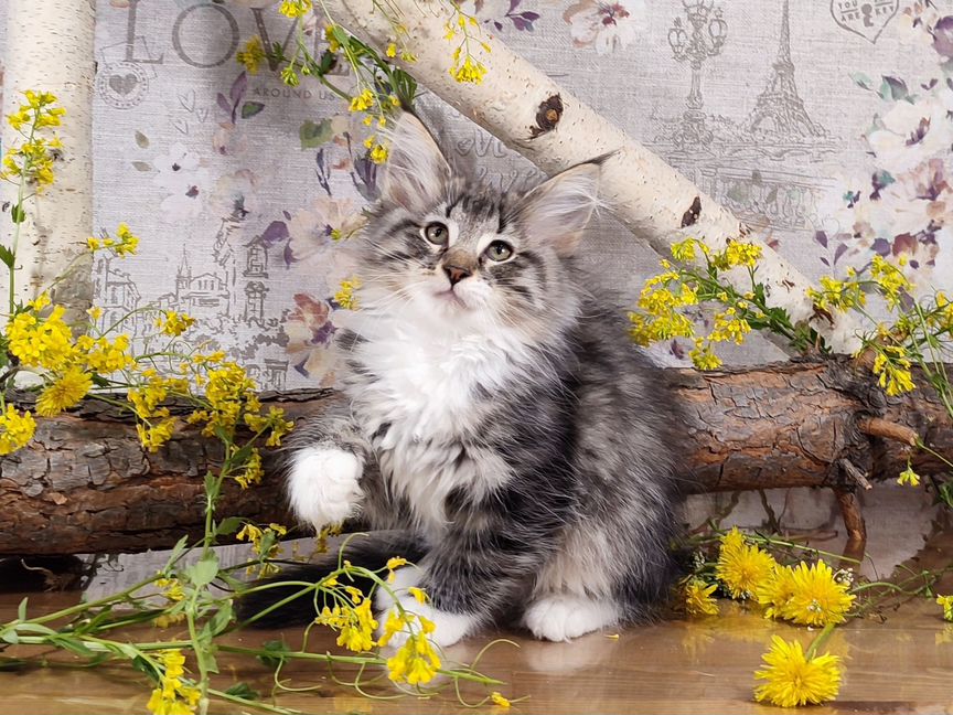 Котята норвежские лесные с родословной