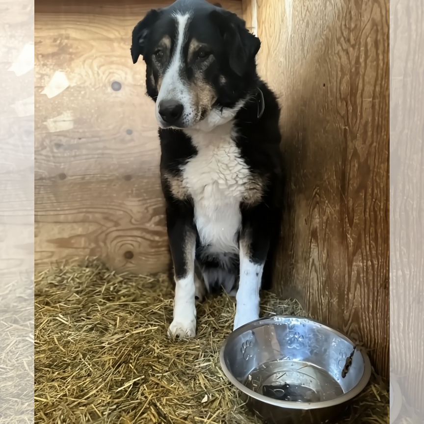 Взрослая собака в добрые руки