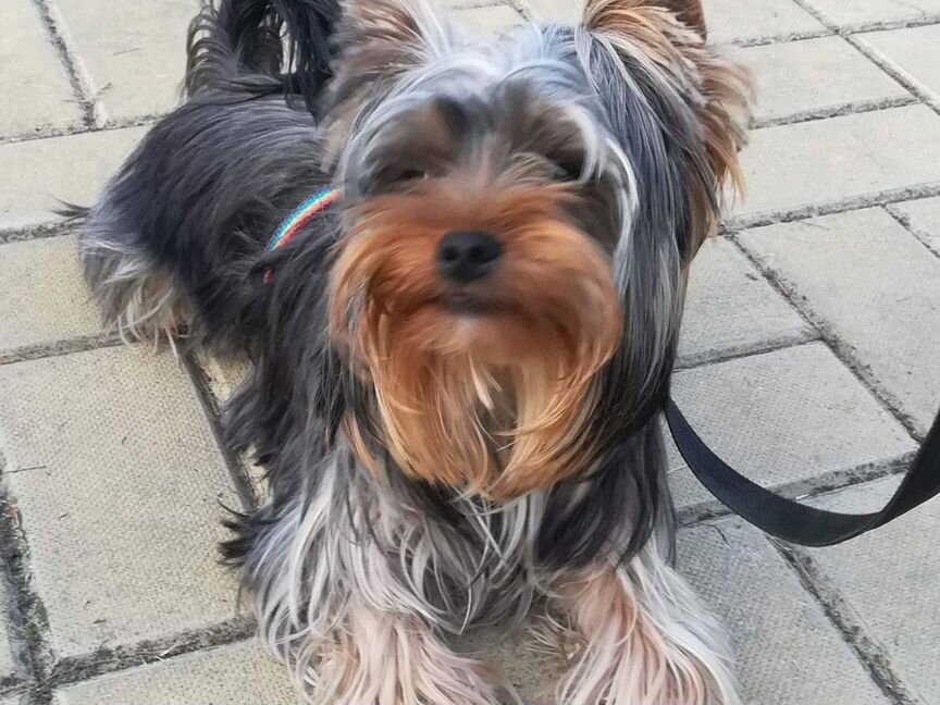 Йоркширский терьер