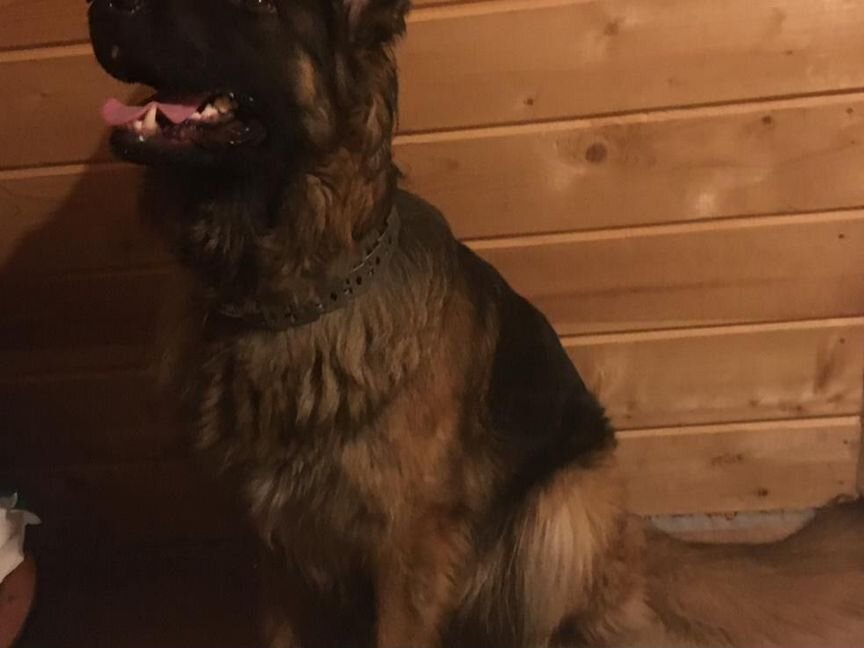 Немецкая овчарка