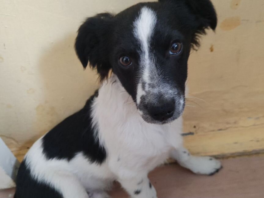 Собака в добрые руки отдам бесплатно