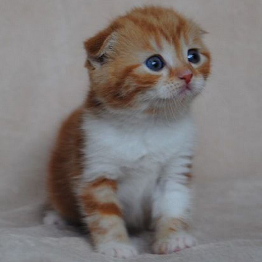 Шотландские милашки