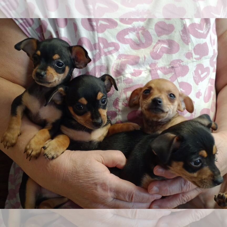 Русский той-терьер, щенок